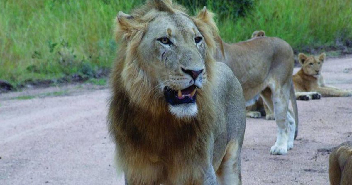 MTPA confirms second lion that escaped from KNP captured & euthanised