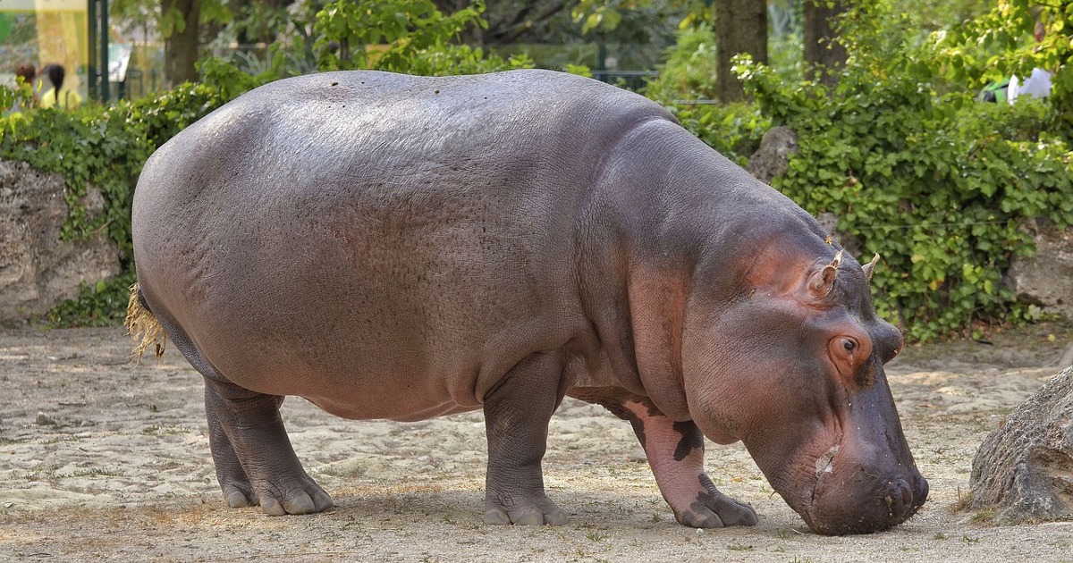 Hippos can fly? UK researchers think so