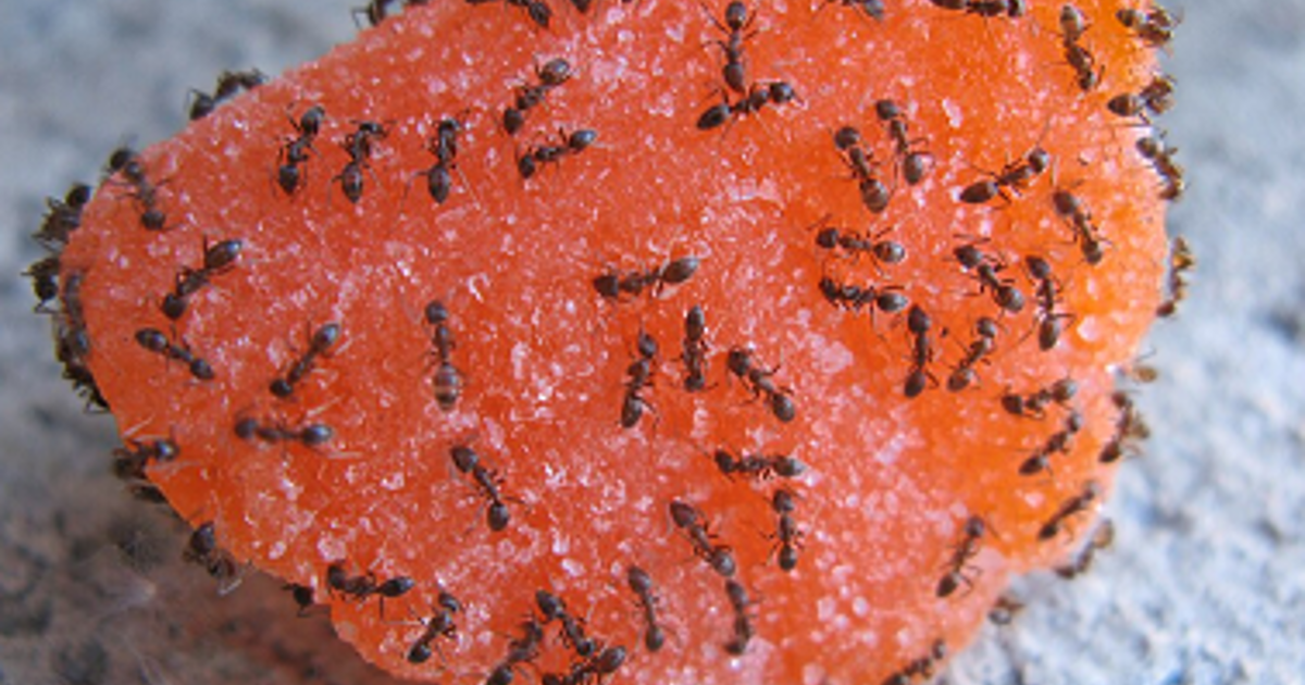 Ants 'out in full force' as warm weather brings early surge to Cape Town