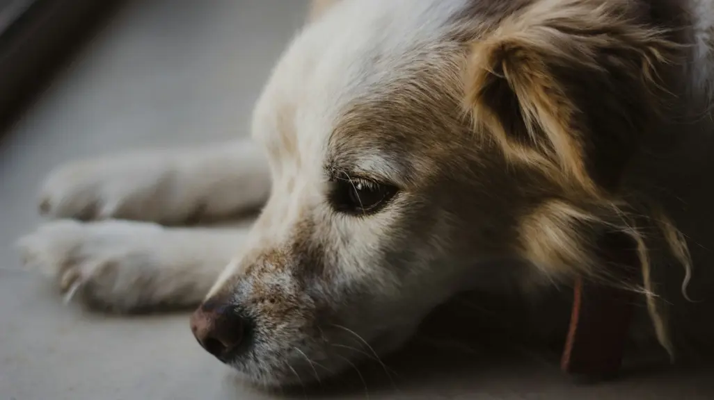 SPCA awaits lab results to open criminal case after 18 dogs poisoned in ...