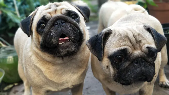 South Africa's pet care market grows to R10.4 billion as owners ...
