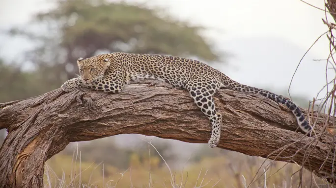 Leopard photographed in West Coast National Park for first time in 170 ...