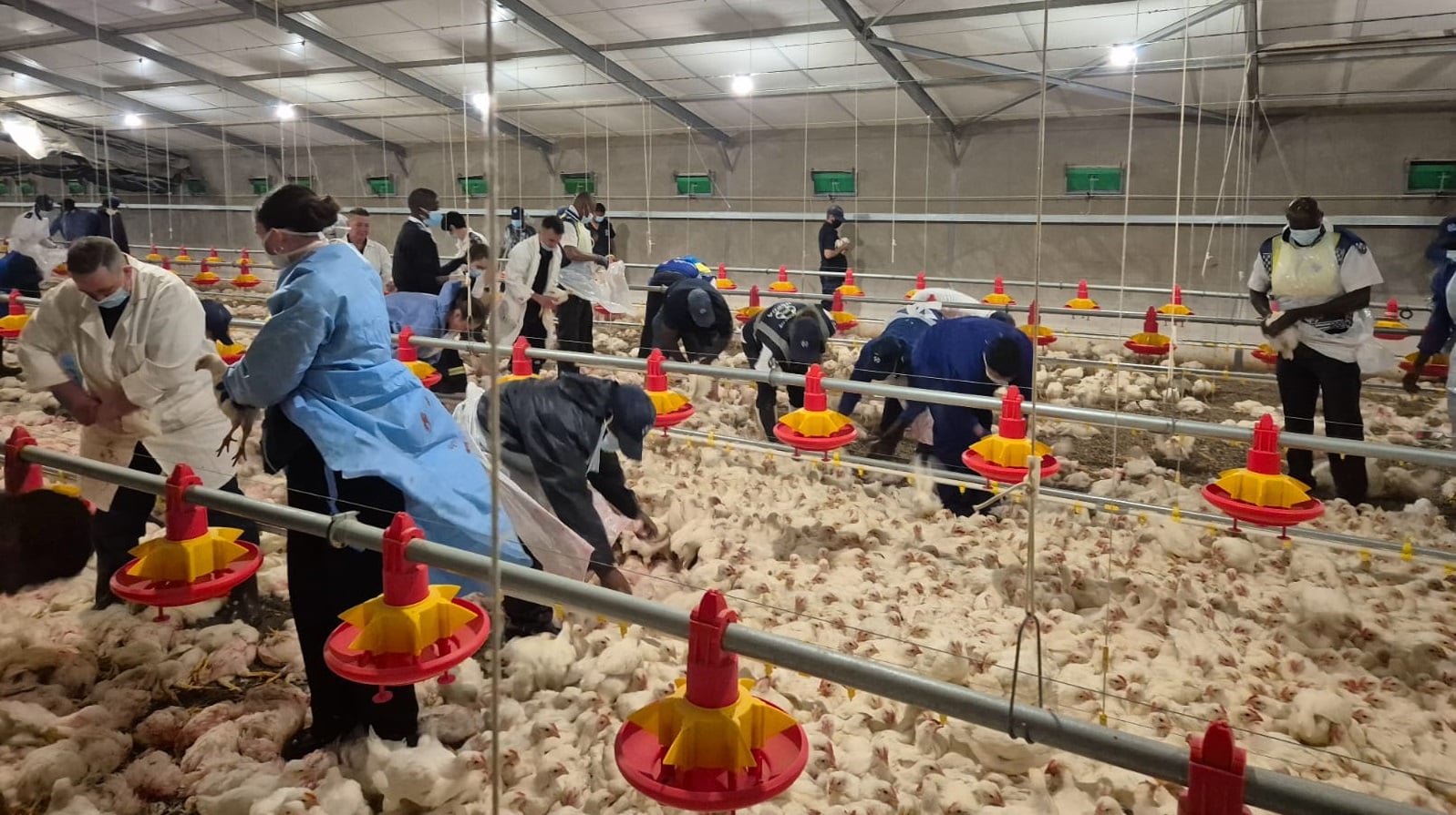 Cannibal chickens, collapsed farm: Daybreak Foods majority shareholder ...