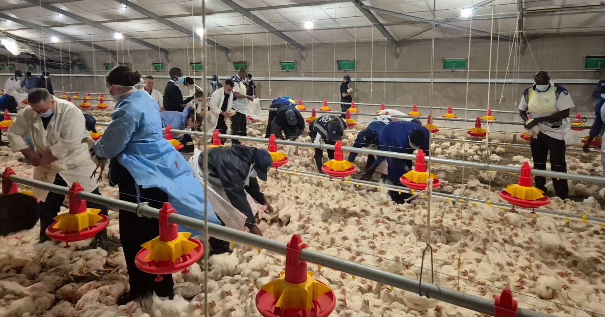 NSPCA culls 200k starving chicks at state-owned Daybreak as chicken ...