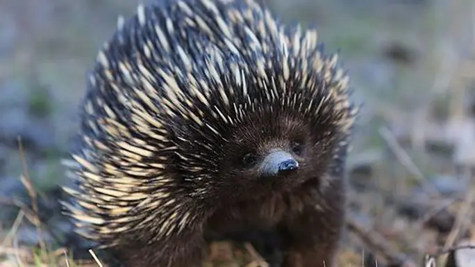 Shocked scientists witness tiger shark vomiting echidna, a SPIKY land ...