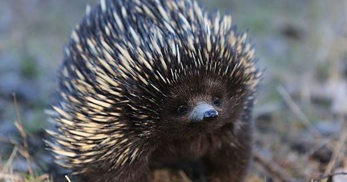 Shocked scientists witness tiger shark vomiting echidna, a SPIKY land ...