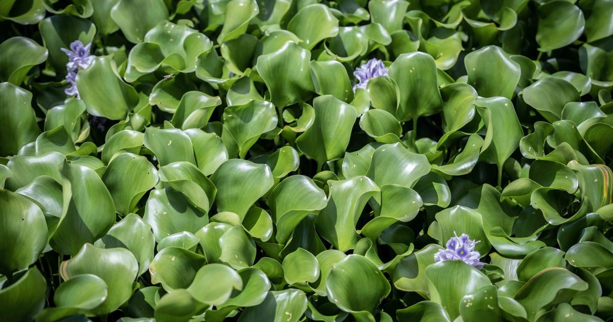 Alien invasive plant used to empower communities