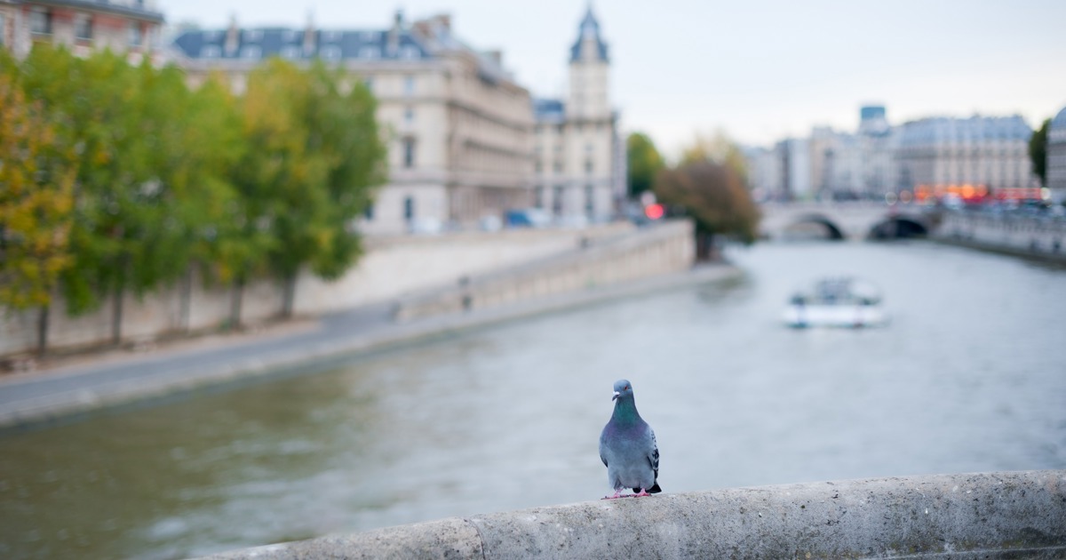 French planning 'dirty protest' against Paris Olympics by pooping in ...