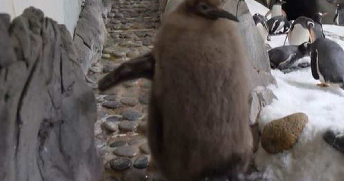 WATCH: Pesto the penguin goes viral for being the chonkiest (and cutest ...
