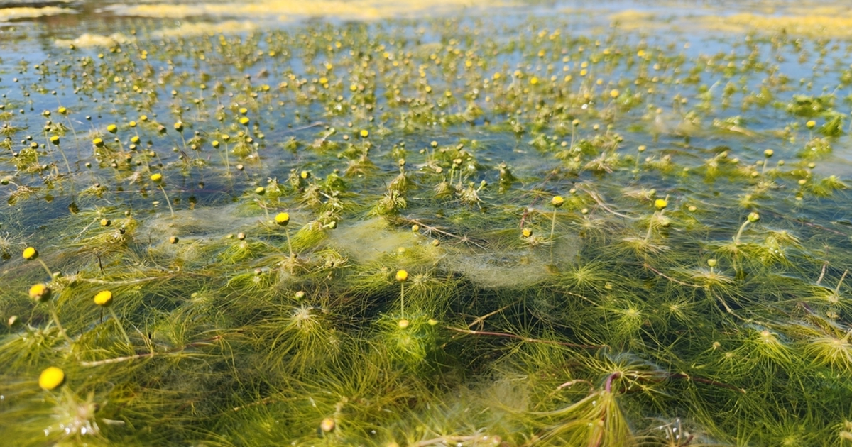 Salt Pan daisy rediscovered in Cape Town after almost 100 years
