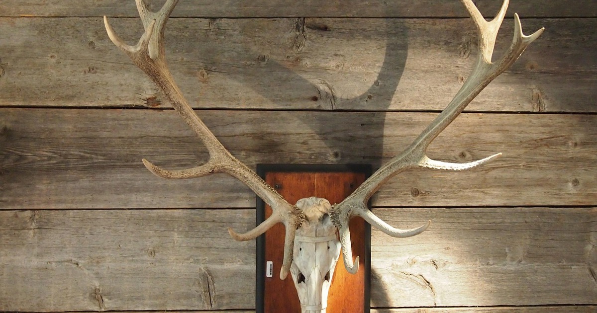 US trophy hunter’s killing by buffalo he tracked (and celebrations on ...
