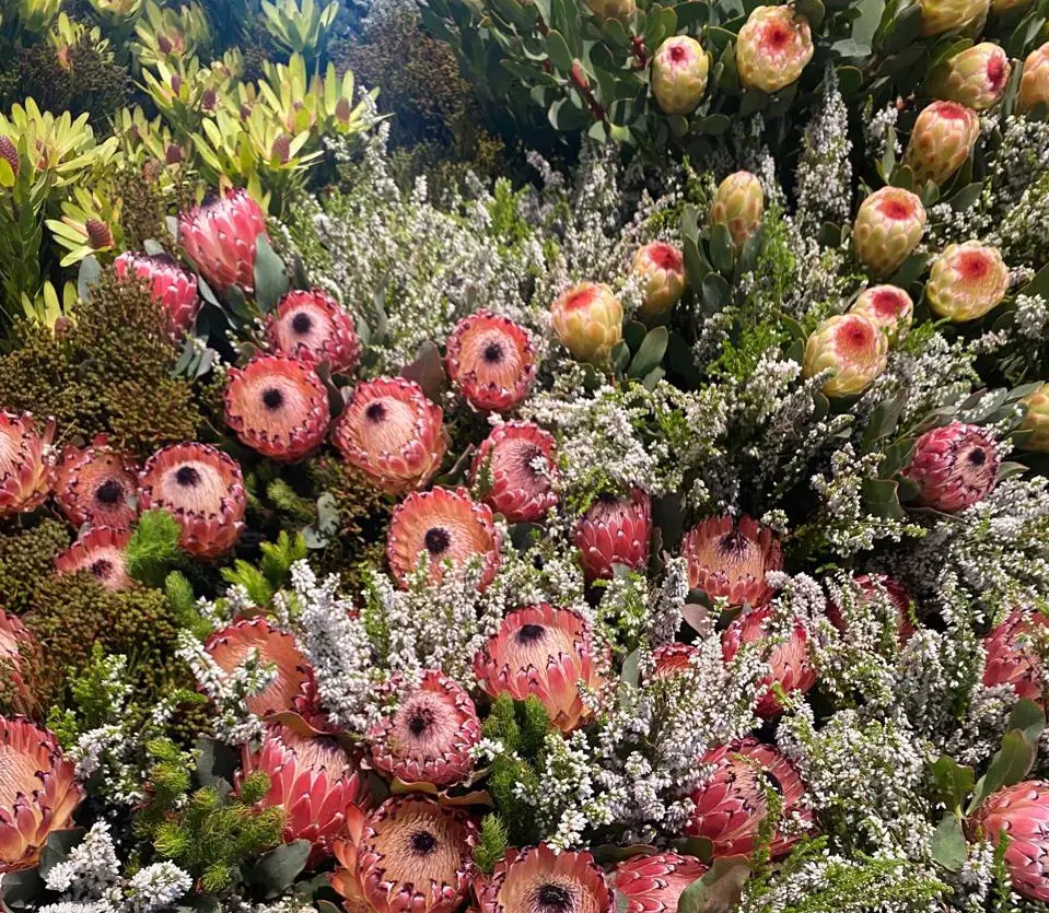 'Visitors are awe-struck': SA's award-winning Chelsea Flower Show ...