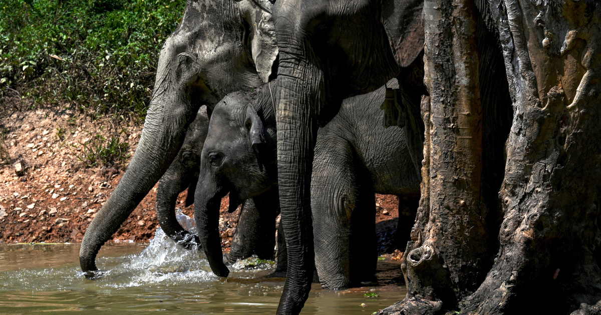 Researchers analyse DNA from dung to save Laos elephants
