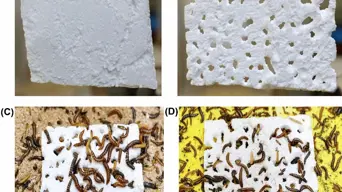 Plastic-eating insect discovered in Kenya