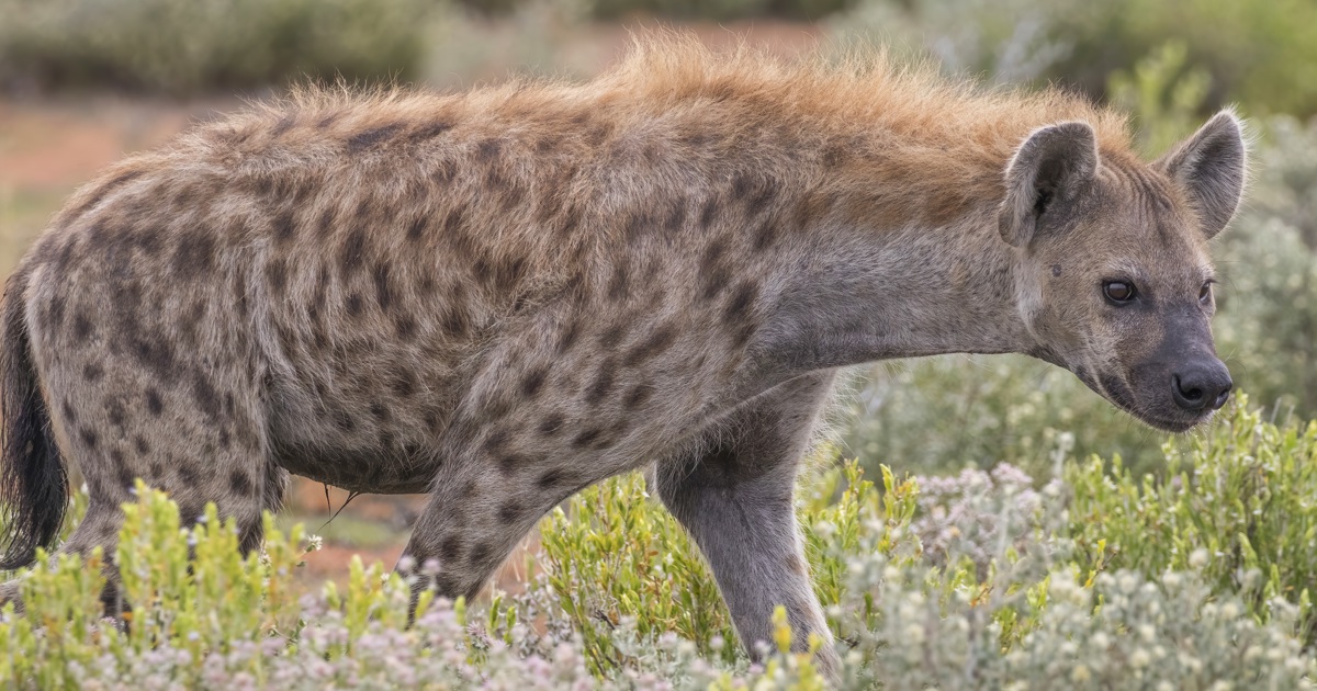 No fencing planned for Cape Vidal after latest hyena attack on camper ...