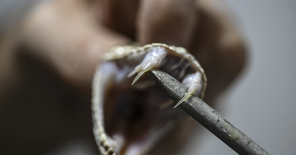 Man who let snakes bite him 200 times spurs new antivenom hope