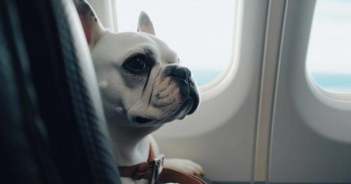 Forget all you can eat, Wizz Airlines launches 'all you can fly' deal