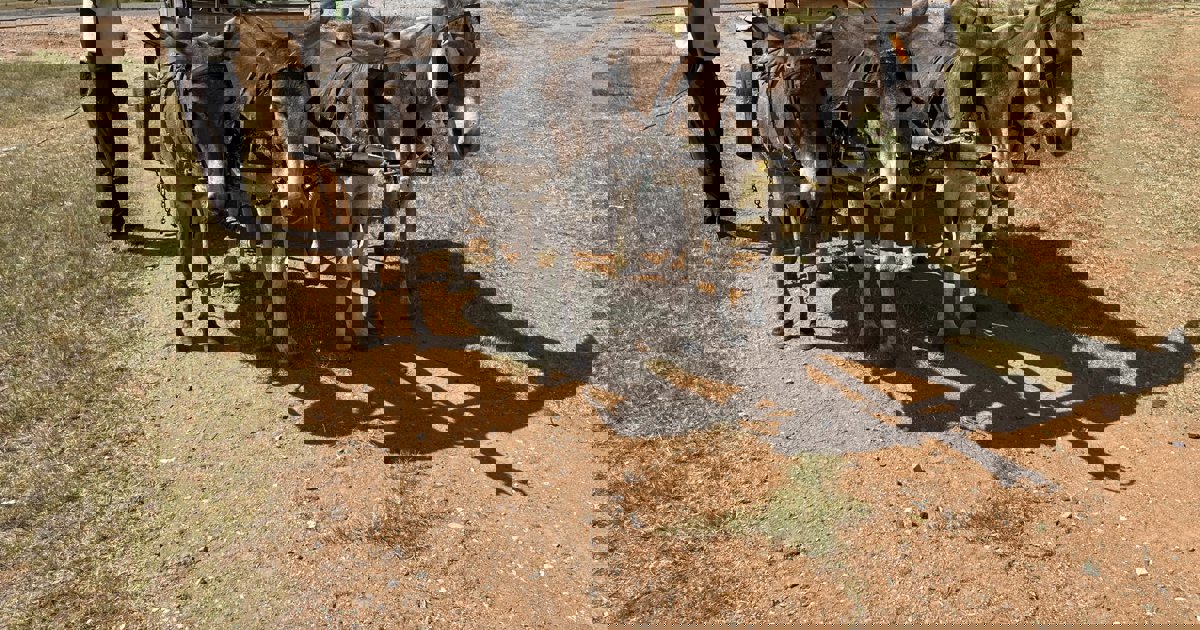 Facing a lack of development, Lekoko Village residents hope new govt ...