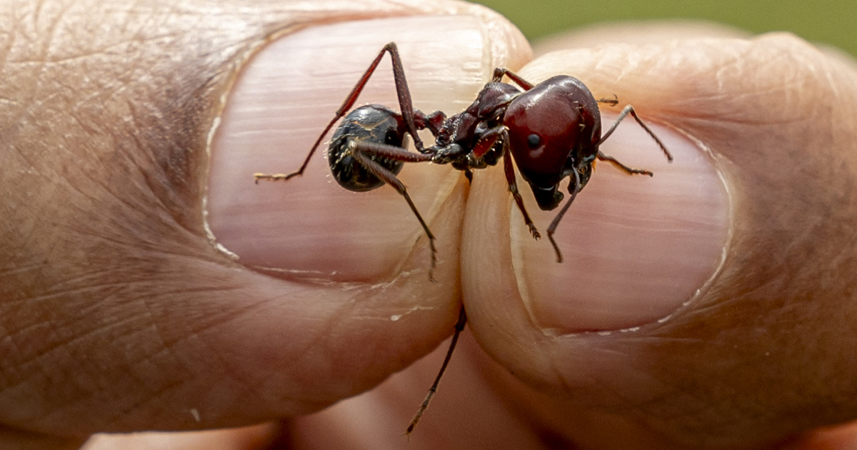 Kenya's new poaching problem: Smuggling Giant Harvester Ants