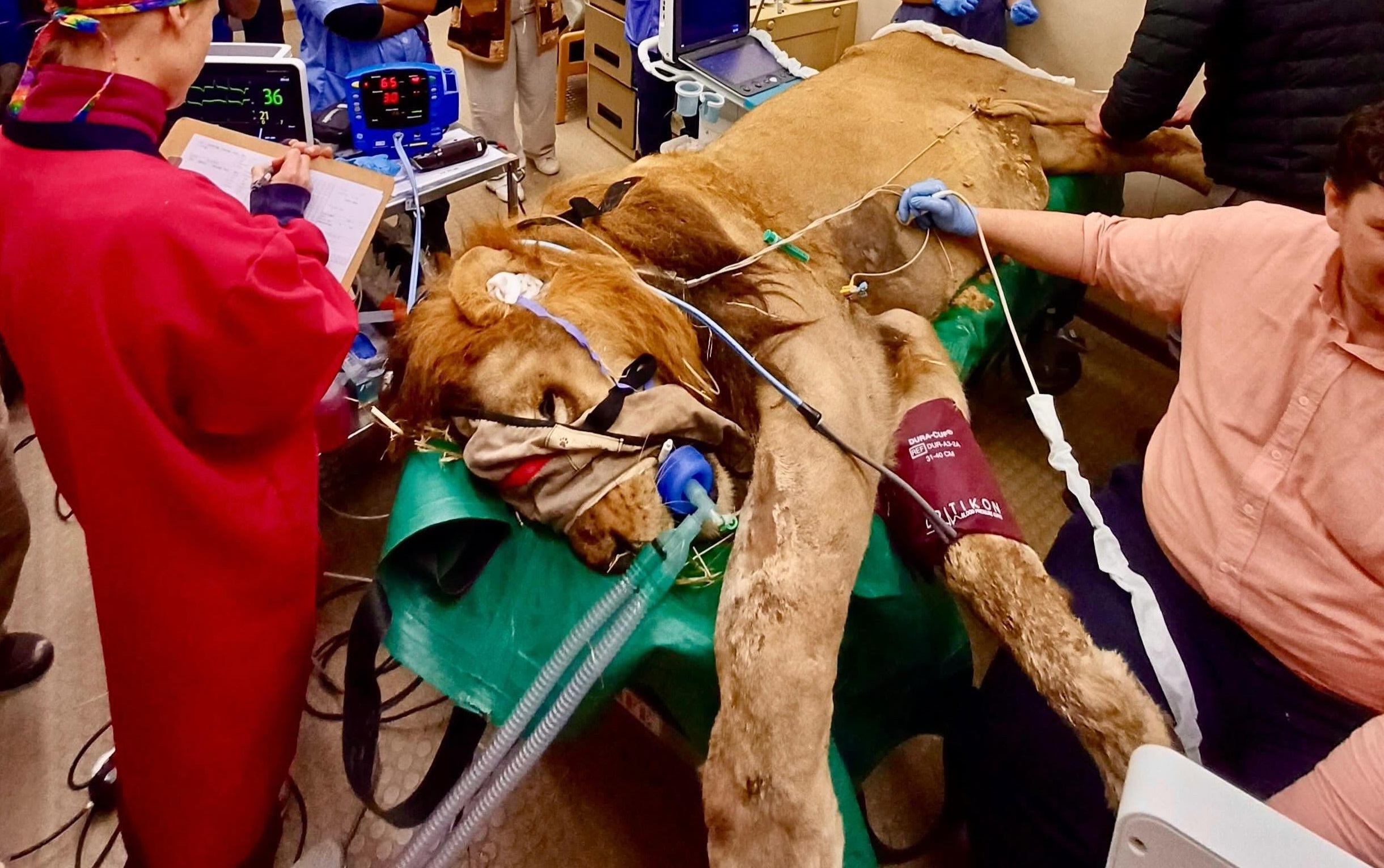 Majestic lion gets the royal treatment for CT scan at Onderstepoort