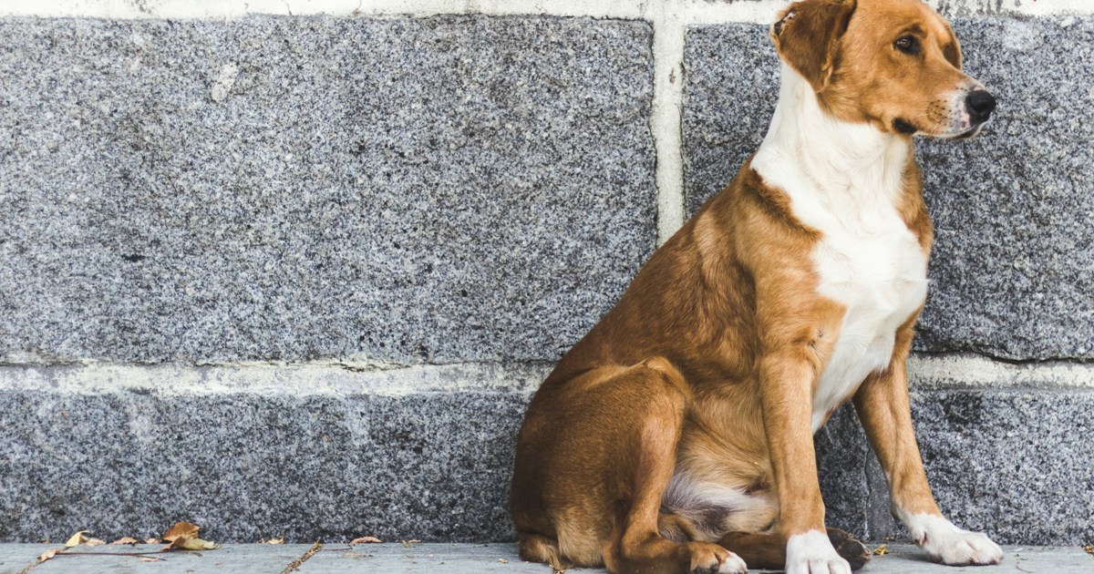Court orders authorities to move a million stray dogs to shelters