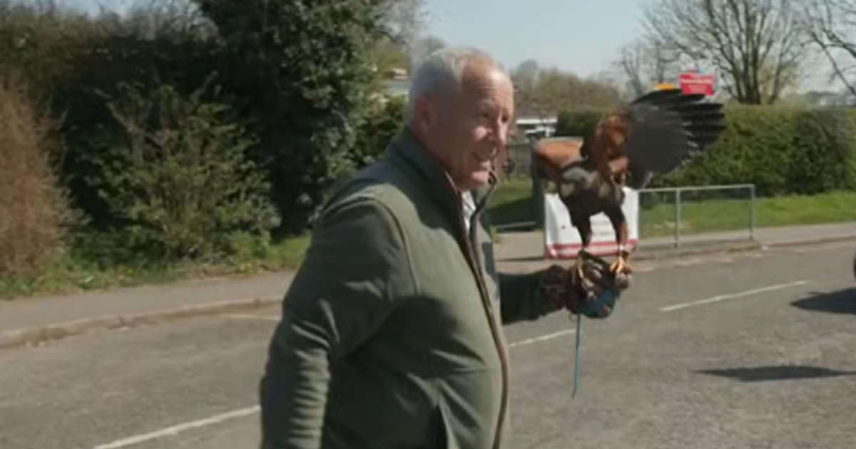 WATCH: It's a bird, not a plane! Hawk attacking UK residents finally ...