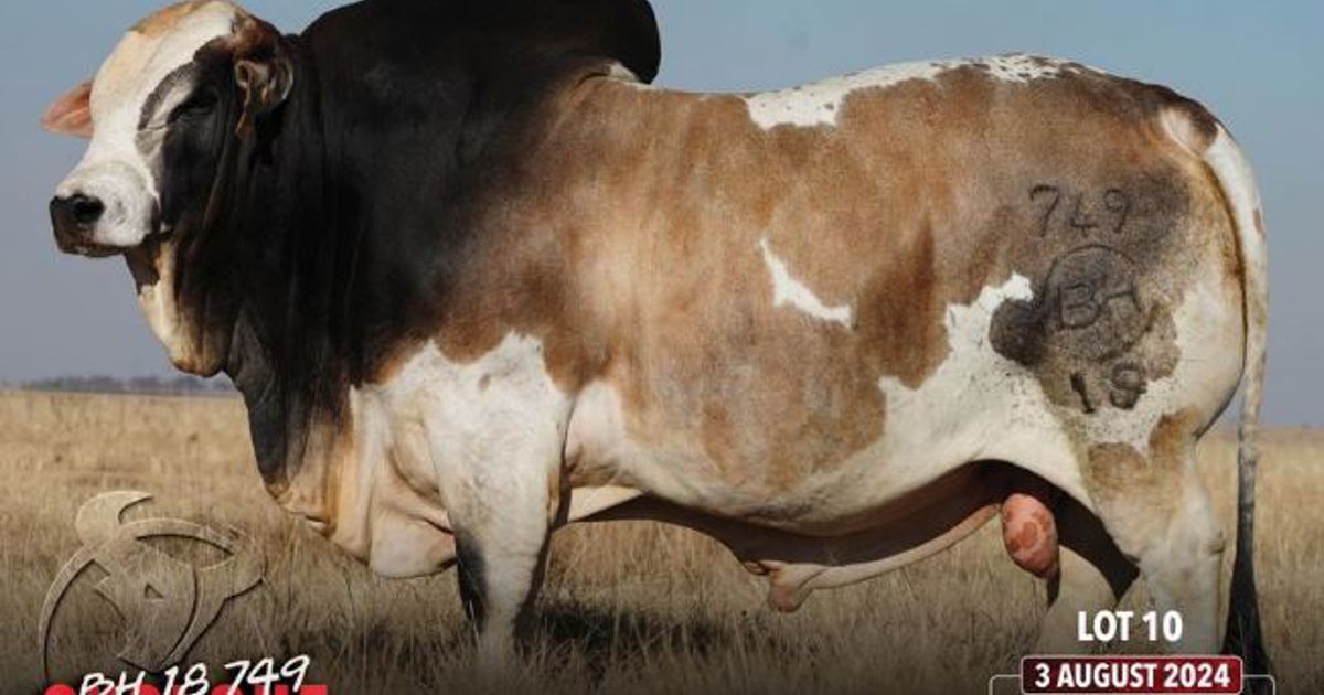 SA farm breaks record bidding R8 million for a special Boran bull