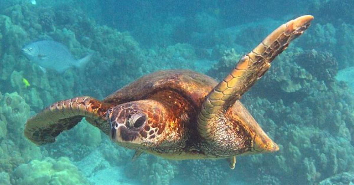 Green Sea Turtles move from 'endangered' to 'least concern' on ...