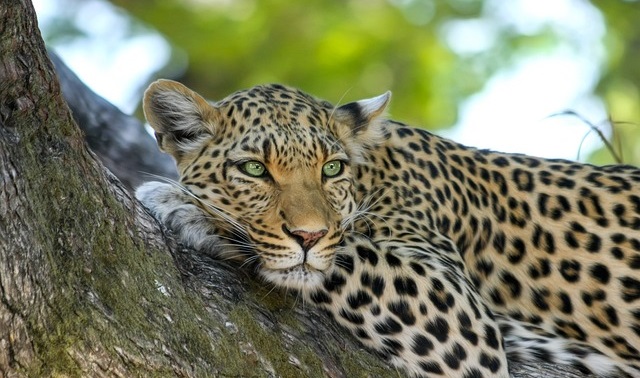 Leopard numbers plummeting across Africa, mainly due to trophy hunting ...