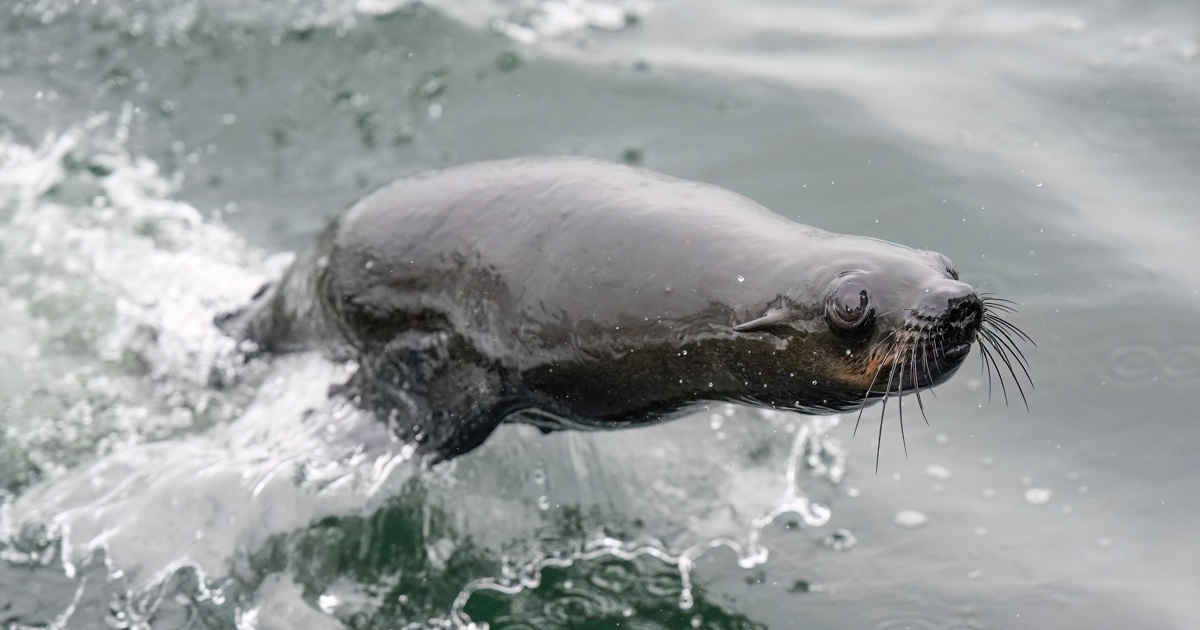 NSRI issues new safety warning amid rabies increase in Cape fur seals