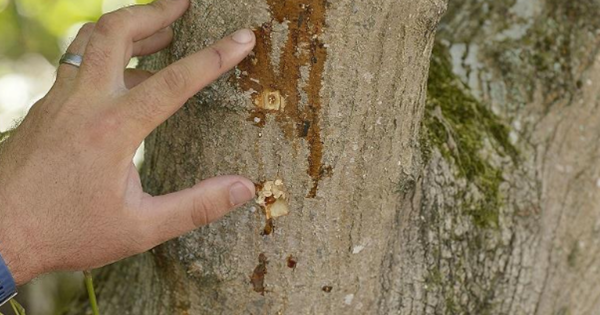 Cape Town's urban forests under attack from tree-killing beetle