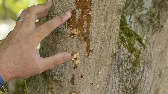 Cape Towns Urban Forests Under Attack From Tree Killing Beetle