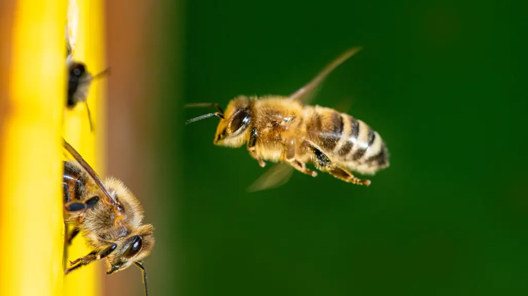 Cape honeybees, clever minds and why humans should pay attention
