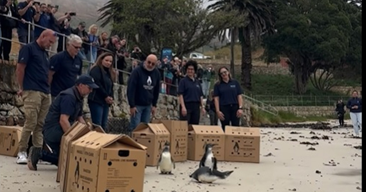 11 rehabilitated African Penguins released back into the wild in Simon ...