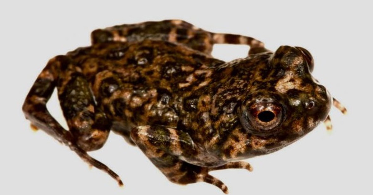 New frog species found in Cederberg