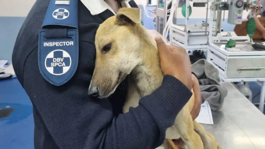 Dog attack risks rise without proper care, warns Cape of Good Hope SPCA