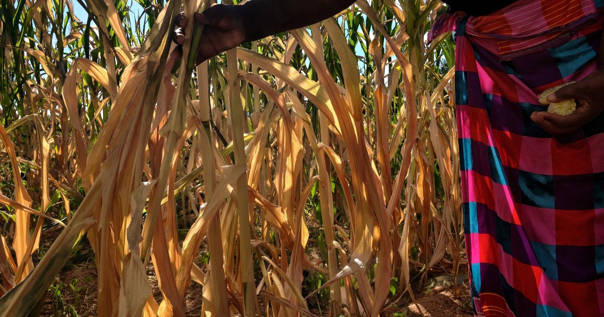 Zimbabwean farmers buckle under El Nino drought