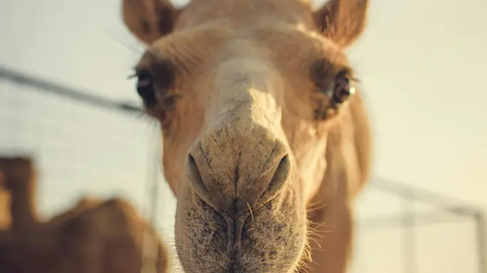 NSPCA concerned over planned camel races at a school event in Heidelberg