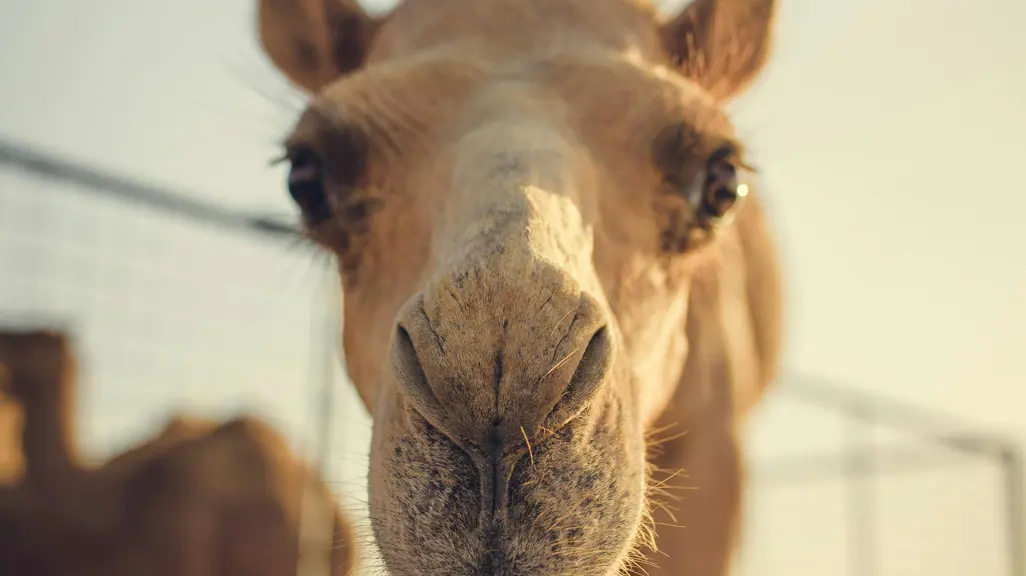 NSPCA concerned over planned camel races at a school event in Heidelberg