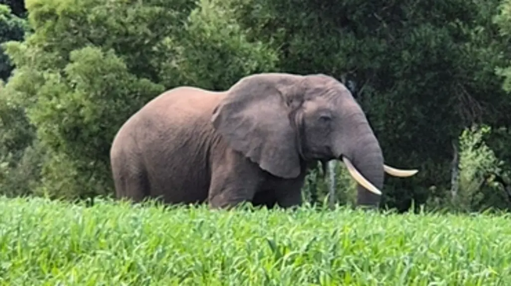 WATCH: Knysna's last remaining elephant 'Oupoot' sighted for the 1st ...