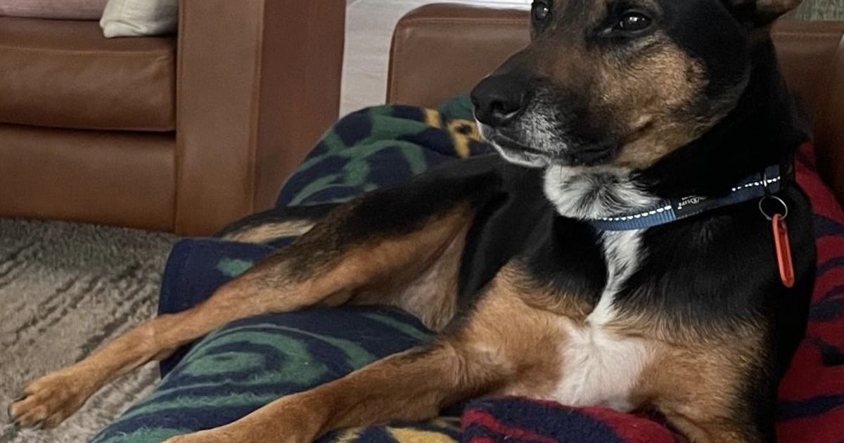 Help Buddy the dog find his fur-ever home!