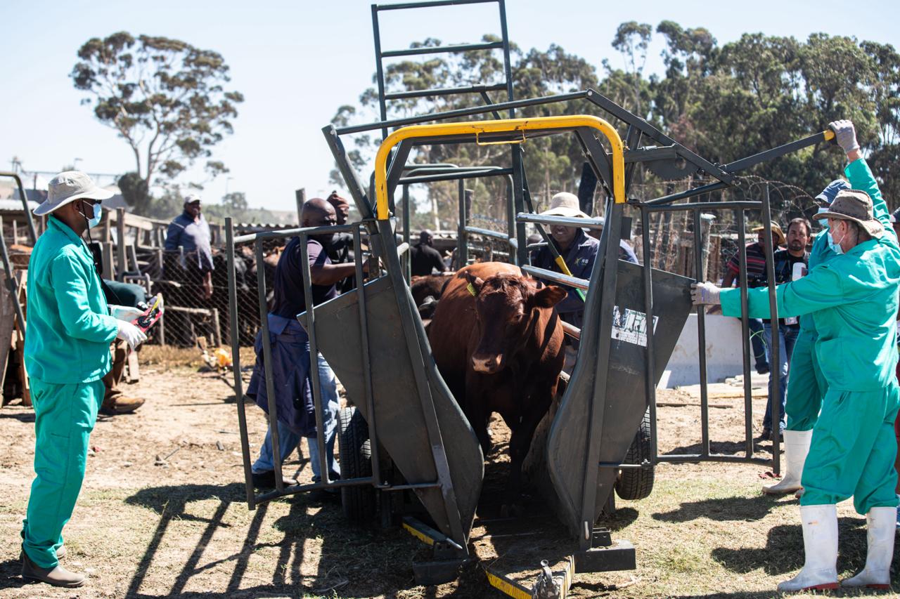 WC govt procures 20k vaccines amid foot-and-mouth disease outbreak