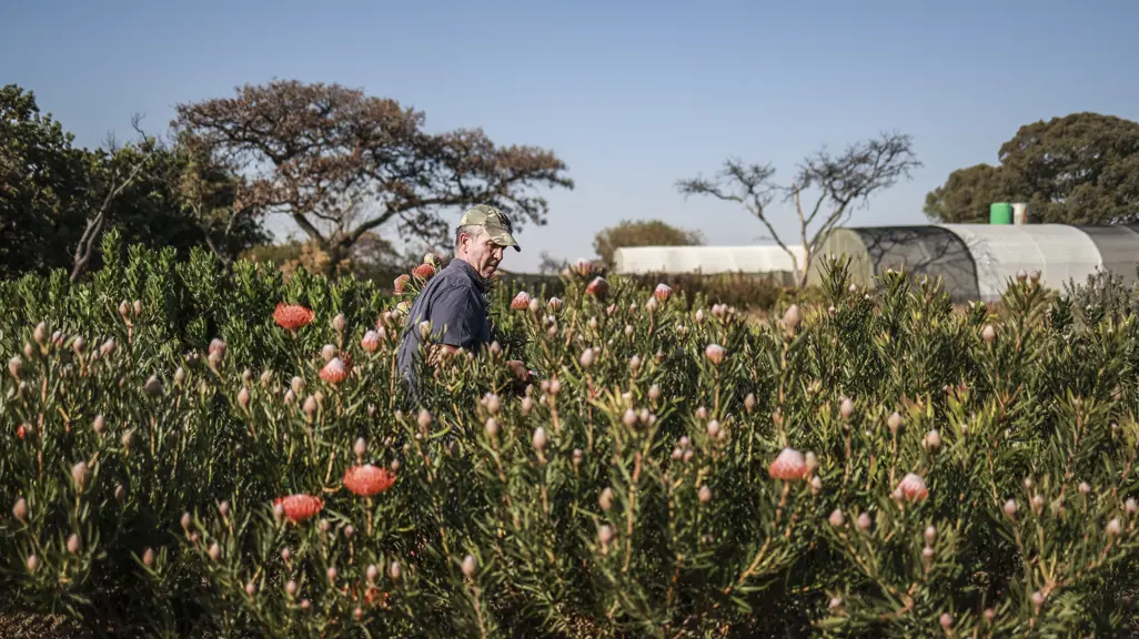 South Africa's iconic protea flower relocates as climate warms