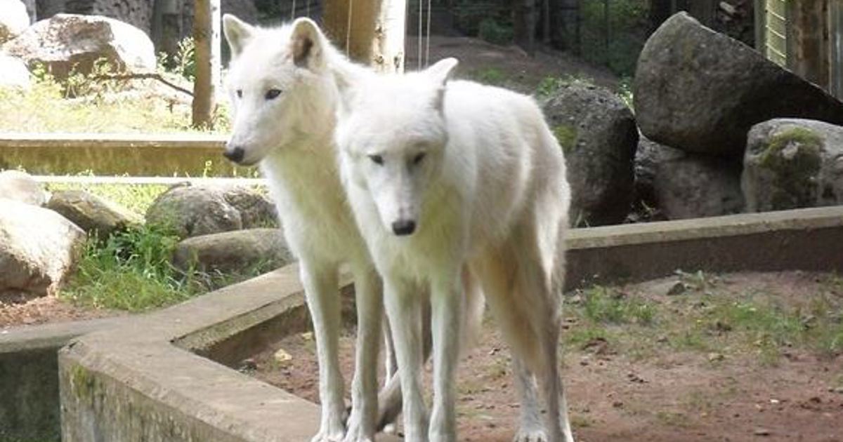 Woman attacked by 3 wolves while jogging in safari zoo in France