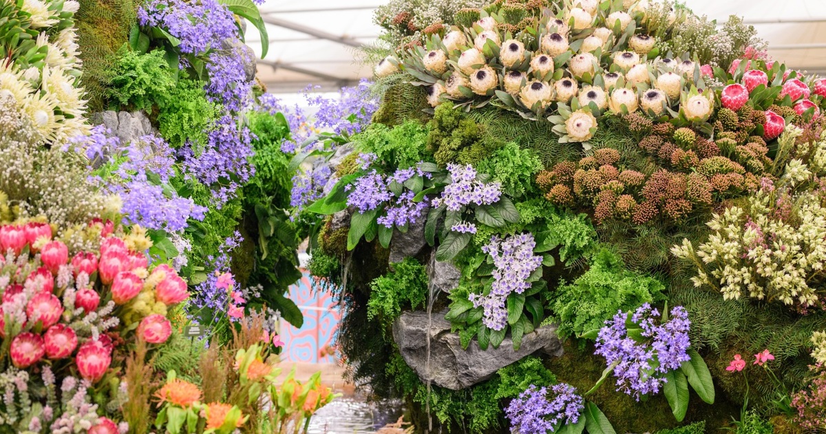 'Visitors are awe-struck': SA's award-winning Chelsea Flower Show ...