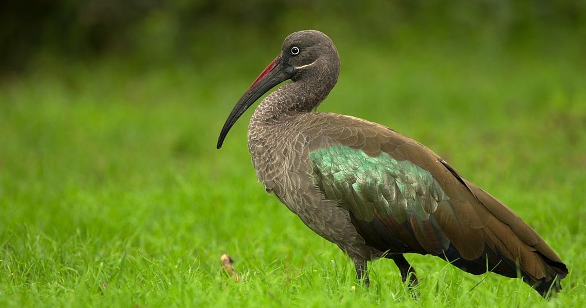 We know hadedas are noisy, but did you know they have a 'sixth sense ...