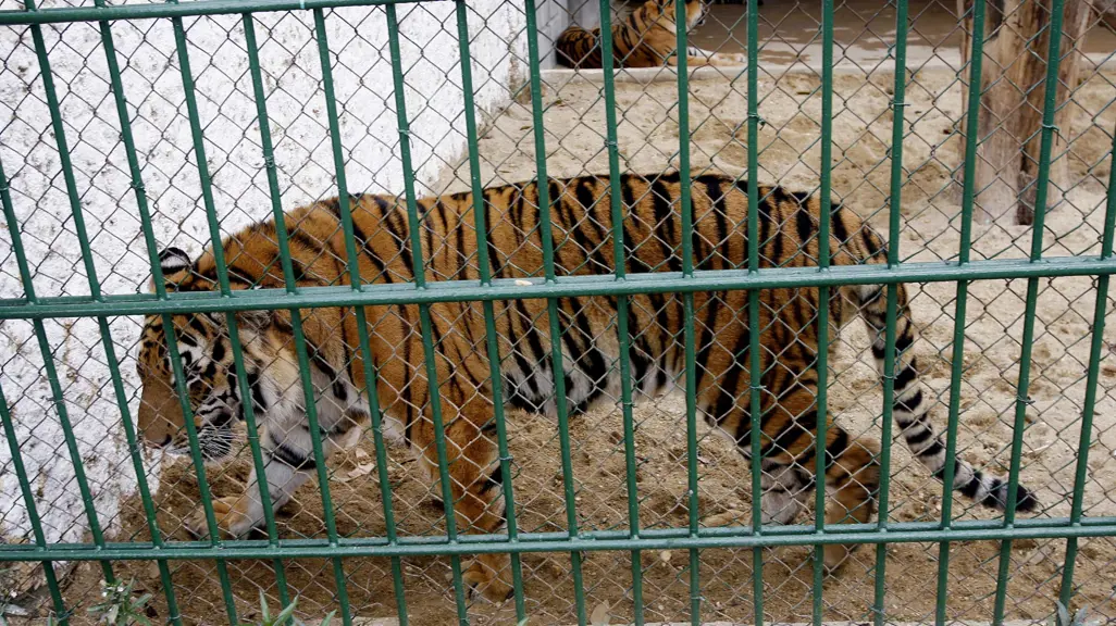 Animal trafficking reaches record high in 2025: Interpol (AFP)