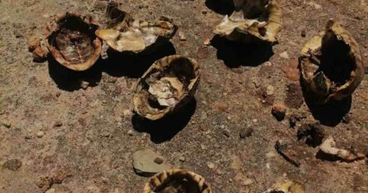 Cape Town authorities investigating case of poaching after 19 tortoise ...