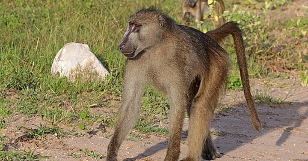 'Removal' of baboon troops: 'I won't support killing these animals that ...