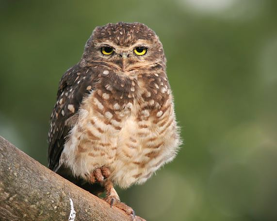 Rat poison wreaking havoc: Keurboom Park’s latest owl death exposes ...